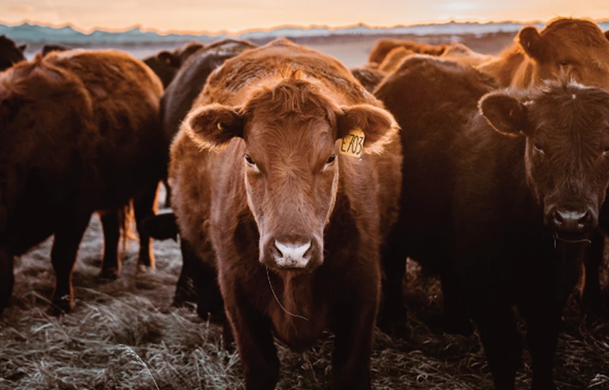 Research | Alberta Beef
