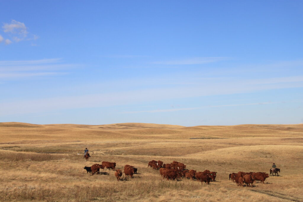 Resources | Alberta Beef