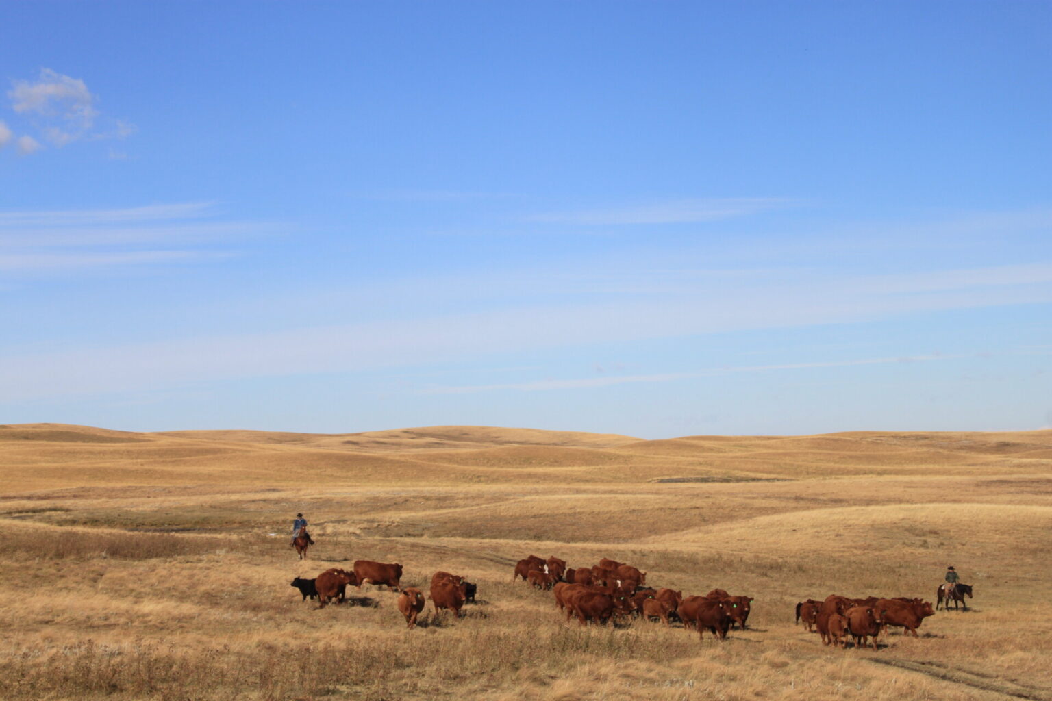 Resources | Alberta Beef