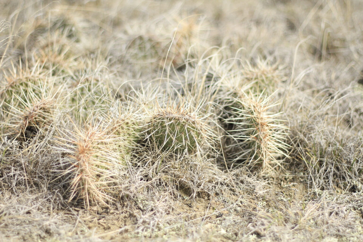 Resources | Alberta Beef