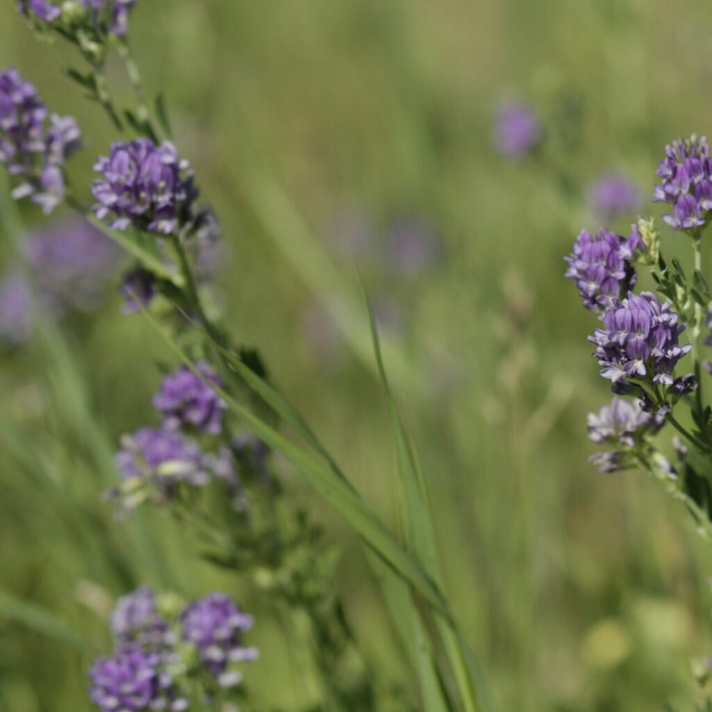 Producers | Alberta Beef